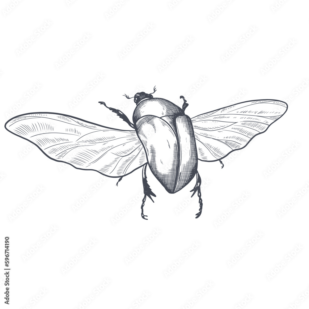 bug sketch, outline with transparent background, hand drawn ...