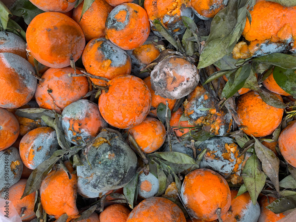 Moldy rotten fruit. A pile of contaminated by green and blue rot fungi ...