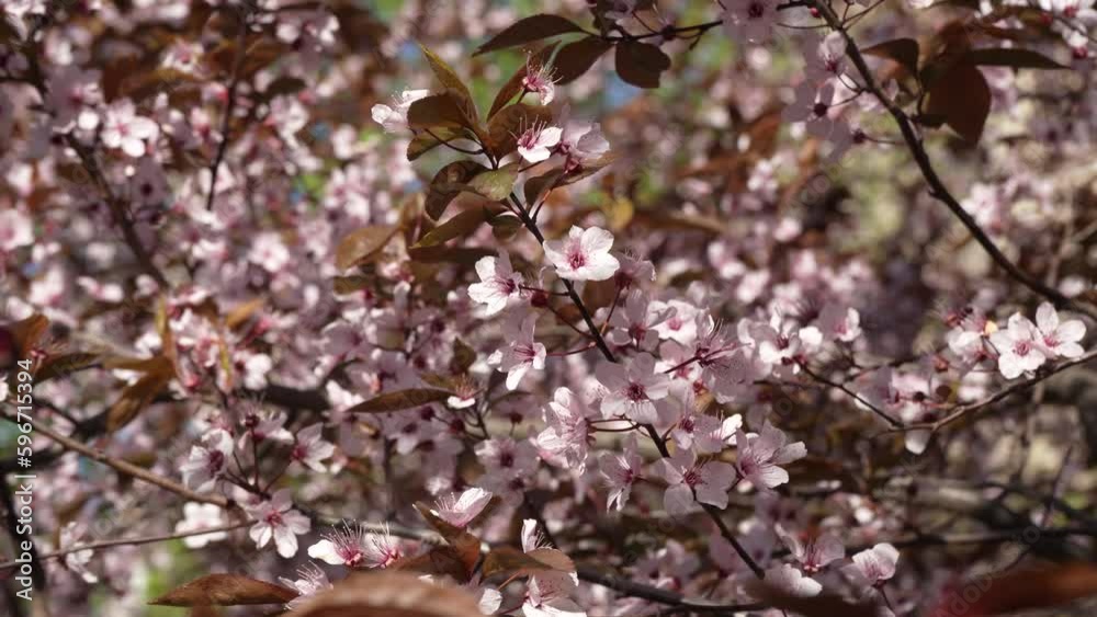 Cherry branch with flowers in spring bloom. A beautiful Japanese tree ...