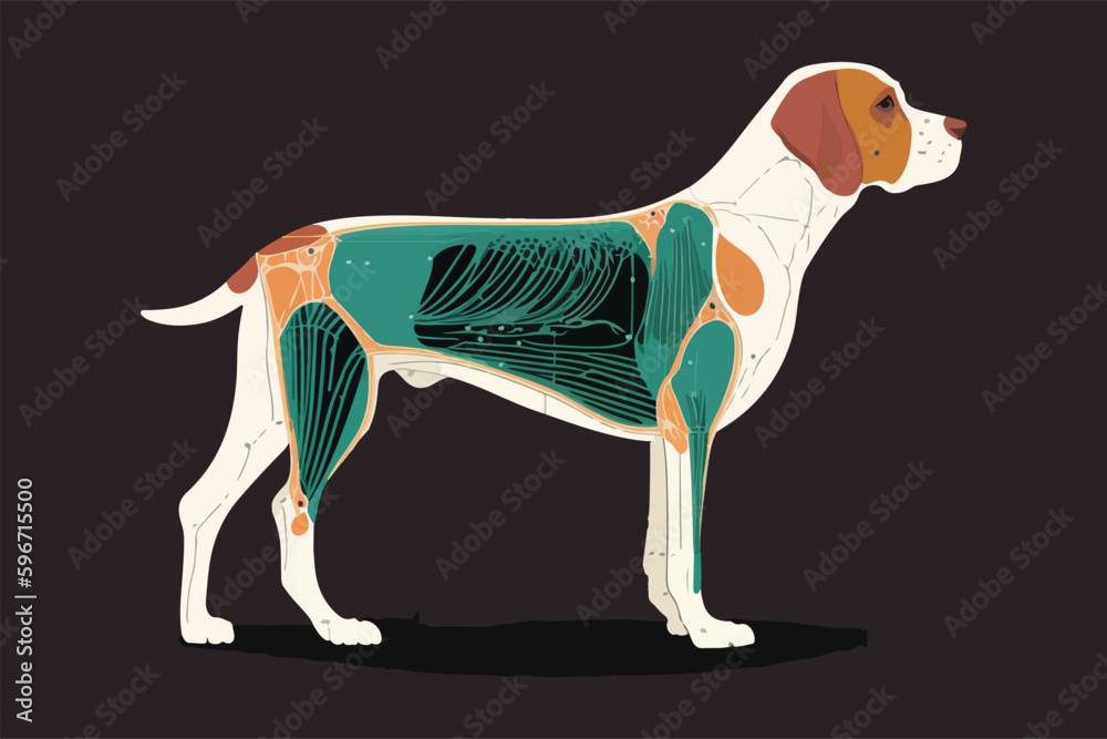 Dog Anatomy vector illustration, cartoon Dog vector Stock Vector ...
