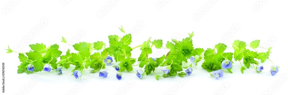 Veronica filiformis isolated on white background. It is known by common ...