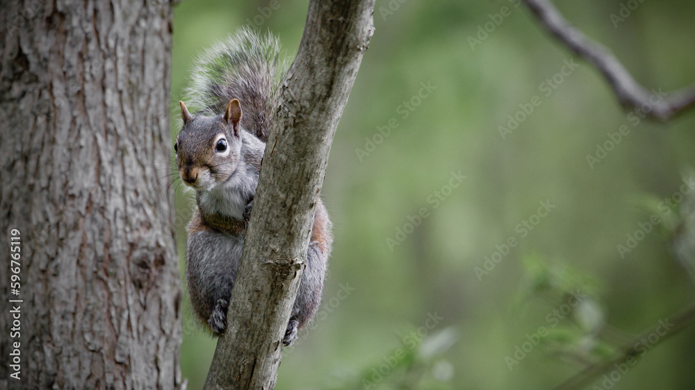 Curious Gray Squirrel. Close-up color photo of a curious cute fluffy ...
