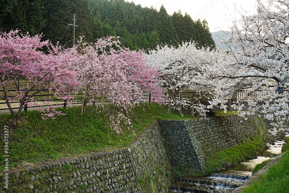 Yoshino-yama or Mount Yoshino in Nara, Japan. Pink Sakura or Cherry ...