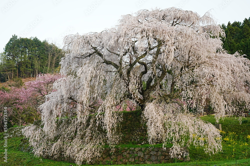 Matabe Sakura, Cherry Blossoms, in Nara, Japan. Japanese Famous Weeping ...