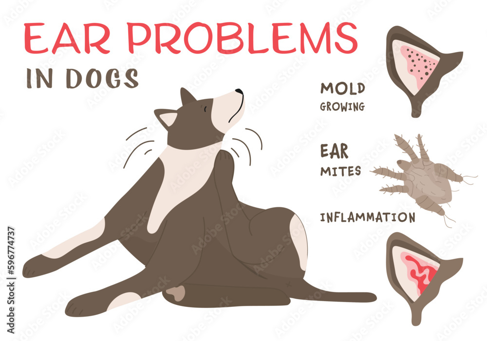Poster Common ear problems in dogs. Vector illustration – Wall Art ...