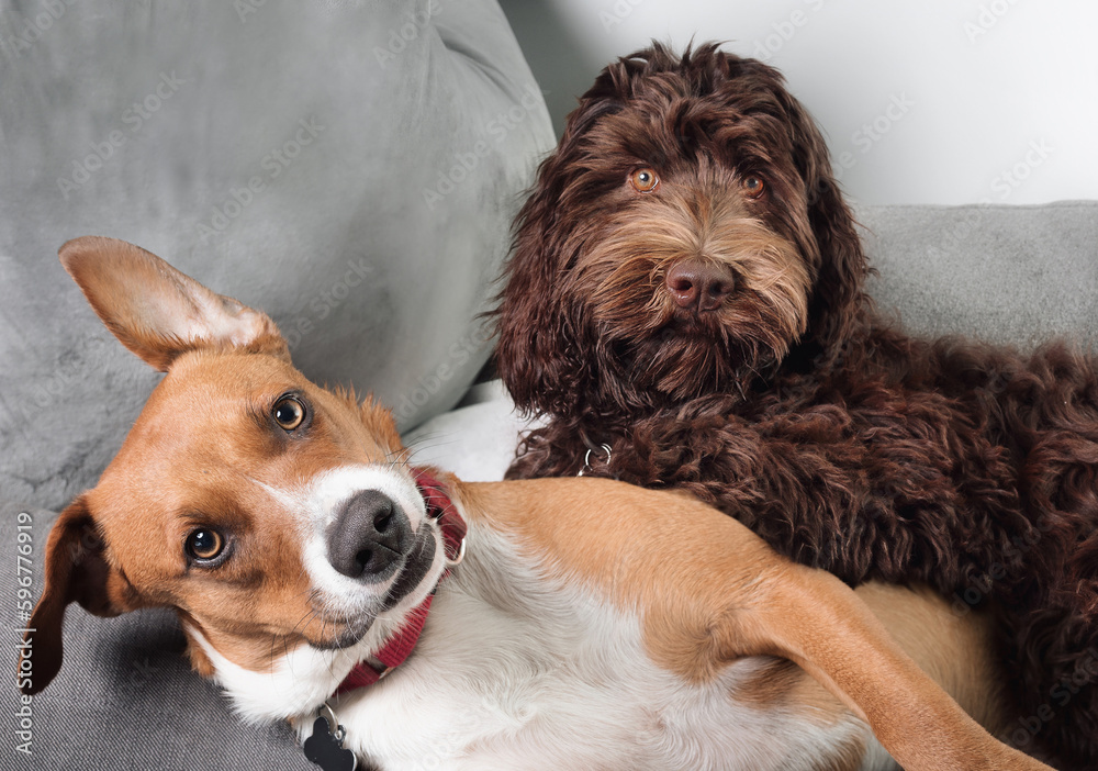 Dogs on top of each other while playing on sofa. Puppy dog friends ...