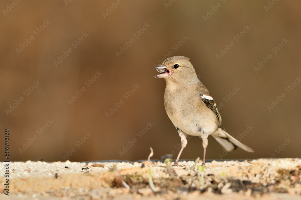 Pinzón vulgar hembra en el suelo del bosque (Fringilla coelebs) Stock ... Pinzón vulgar hembra en el suelo del bosque (Fringilla coelebs) Stock ...