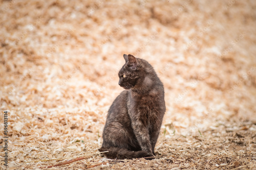 Poster Portrait of a wild stray cat on a farm. – Wall Art | UkPosters
