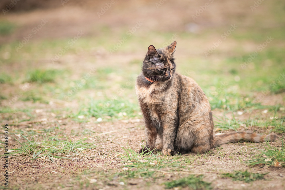 Poster Portrait of a wild stray cat on a farm. – Wall Art | UkPosters
