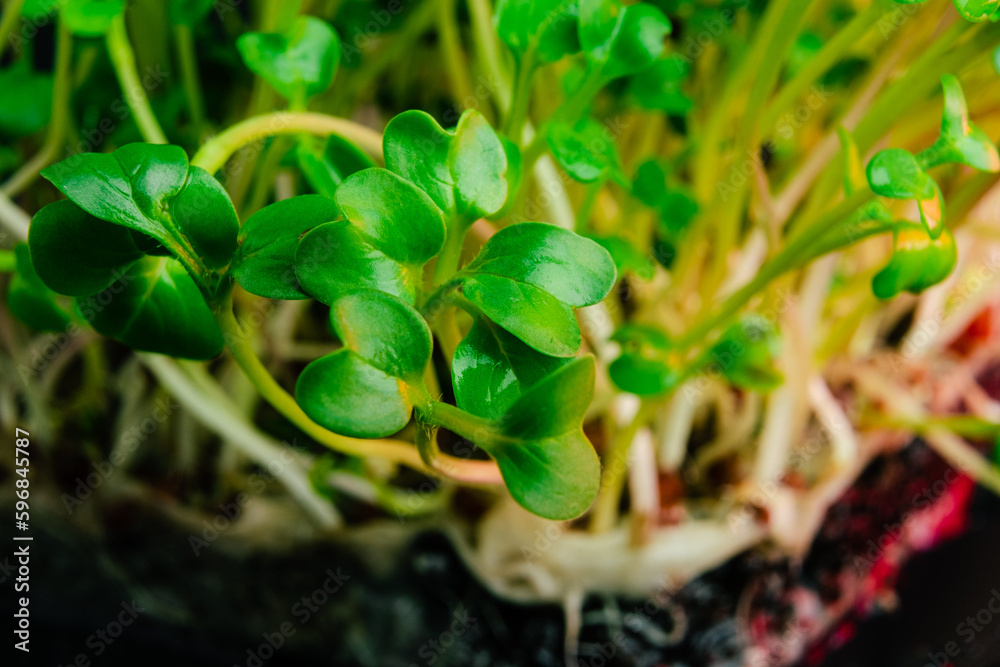 Red Radish Sprouts