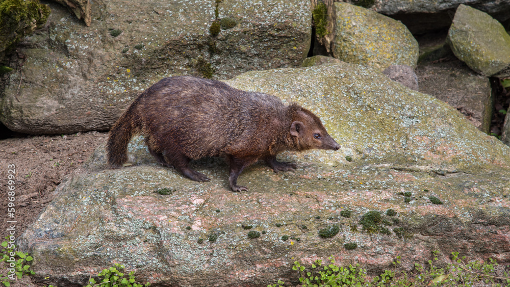 Common Cusimanse, the long-nosed kusimanse Stock Photo | Adobe Stock