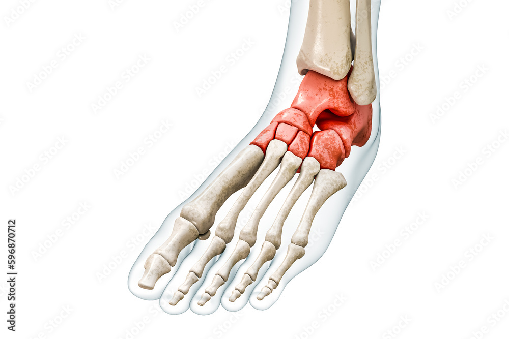 Tarsal bones or tarsus in red with body 3D rendering illustration isolated on white with copy ...