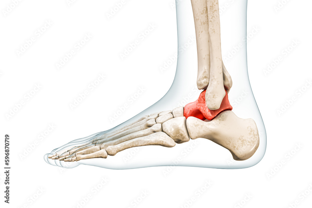 Talus tarsal bone in red with body 3D rendering illustration isolated ...