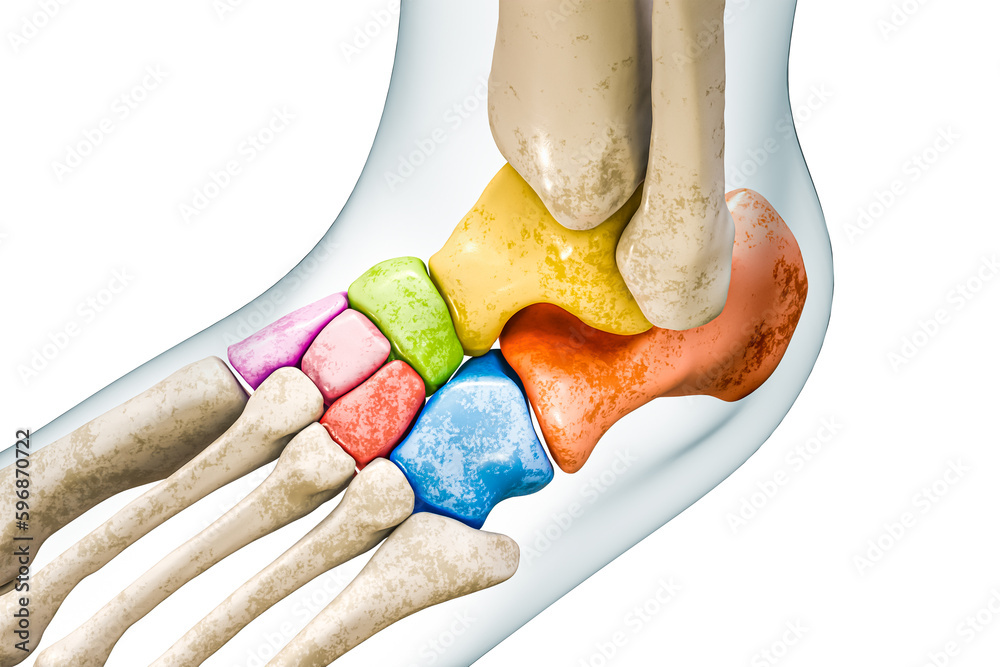 Tarsal bones or tarsus in colors with body contours 3D rendering illustration isolated on white ...