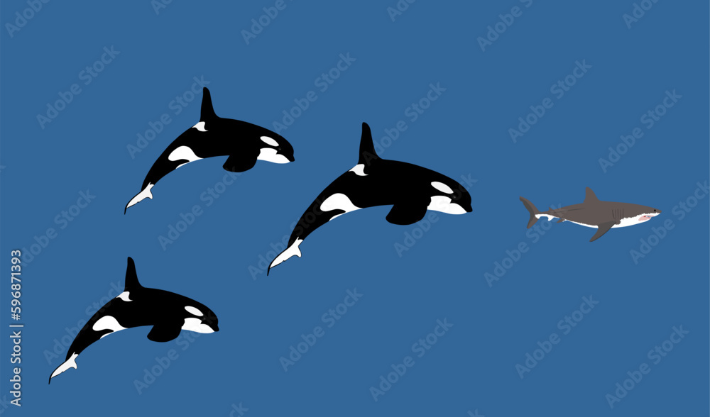 Flock of Killer Whale chase hunting great white shark jumping out of ...