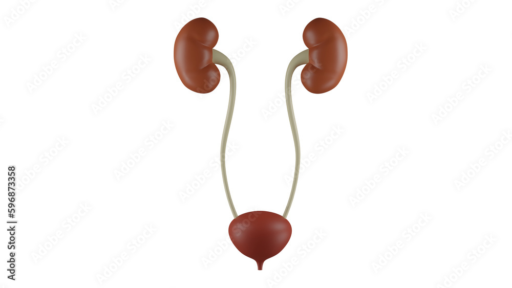 Two kidneys with bladder isolated on transparent background. Anatomy of ...