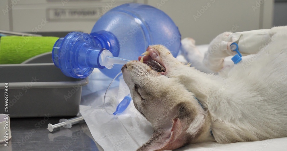 Foto de The veterinarian helps the cat to regain breathing after the ...