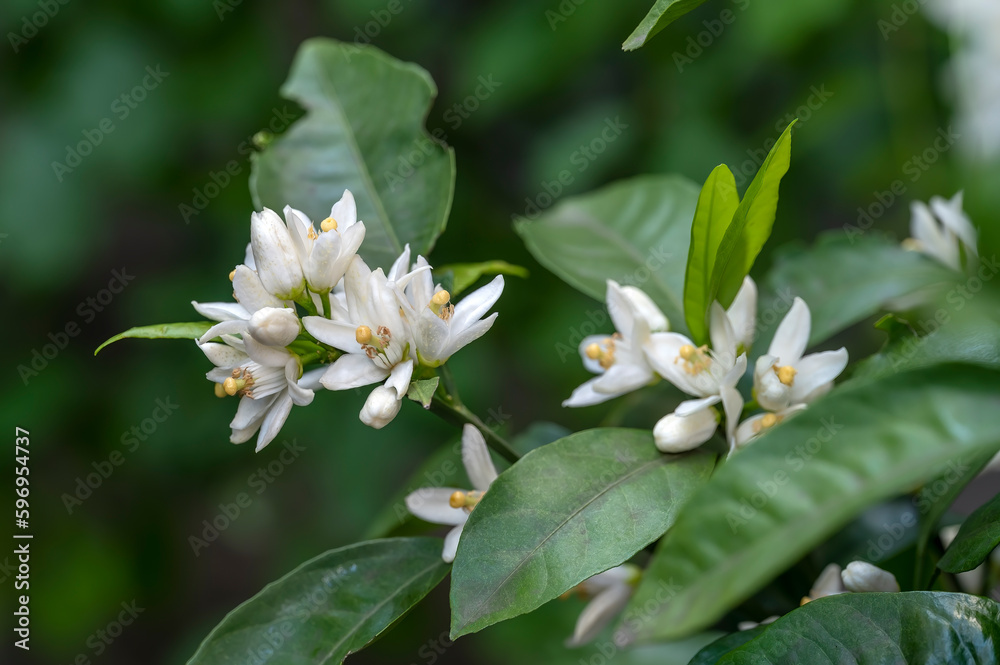 Foto de Scented white flowers of the Japanese Mikan tree, Citrus unshiu ...