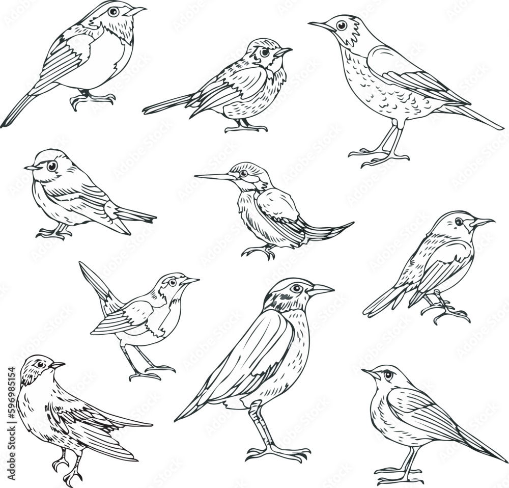 pack of outline birds collection vector illustration isolated in white ...