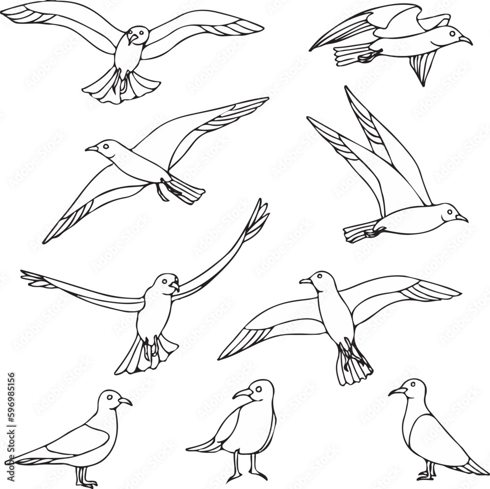 pack of outline seagull collection vector illustration isolated in ...