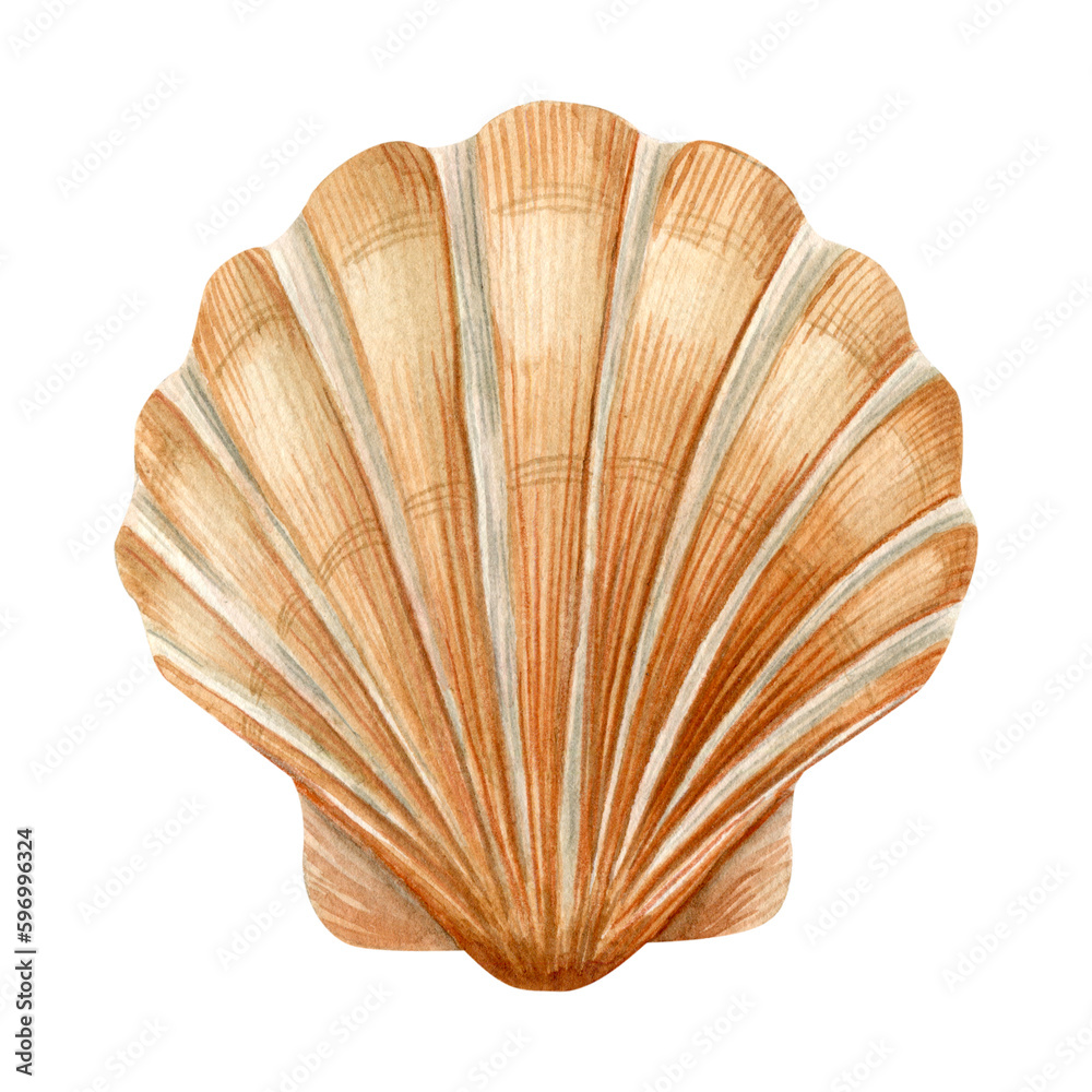 Sea scallop, sea shell . Watercolor hand draw illustration. Isolated on ...