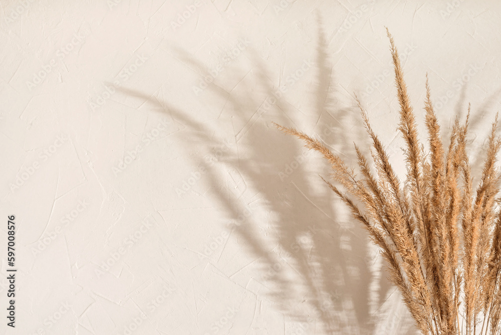 Dried meadow grass bouquet and elegant sun light shadows on beige wall ...