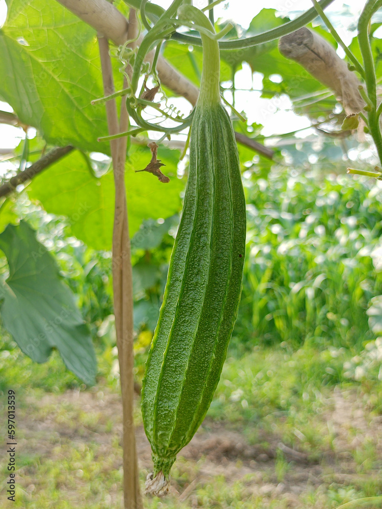 growth stages of ridge gourd.organic rooftop terrace gardening.organic ...