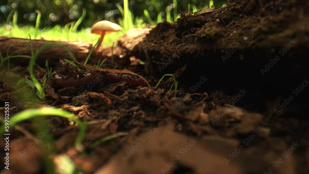 worm wriggling under log and in the dirt beside a mushroom Stock ビデオ ...