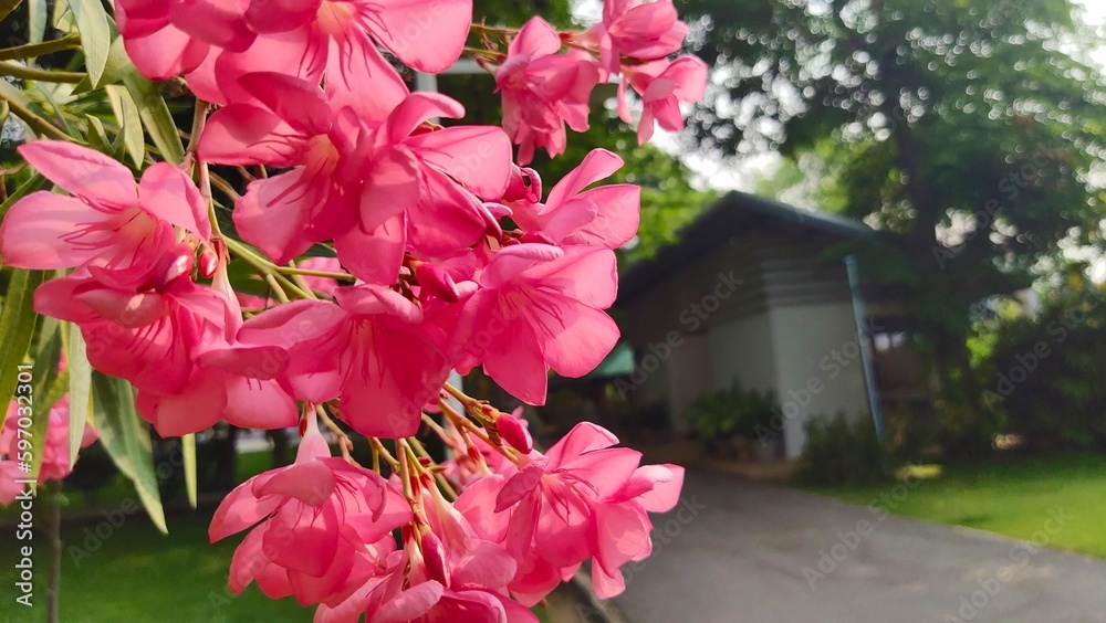 Oleander, Sweet Oleander, Rose Bay, beautiful pink flower The side of ...
