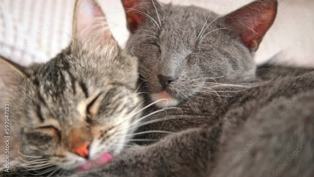 Two cats cuddling on white blanket at home. Cute domestic striped ...