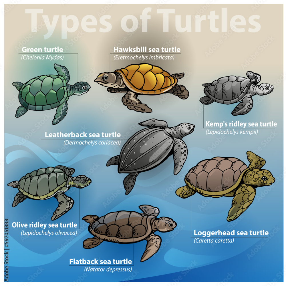 Vector illustration, infographic about types of sea turtles. Stock ...