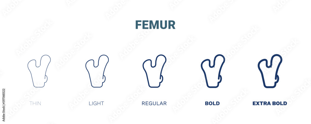 femur icon. Thin, light, regular, bold, black femur icon set from ...