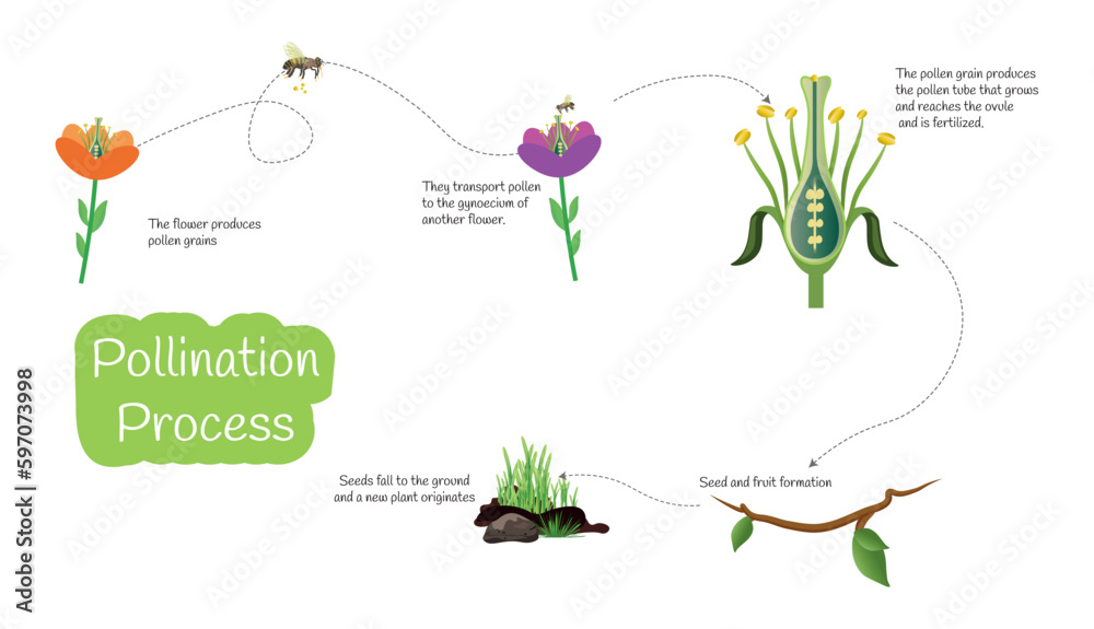 Poster Infographic about the important pollination process performed by ...