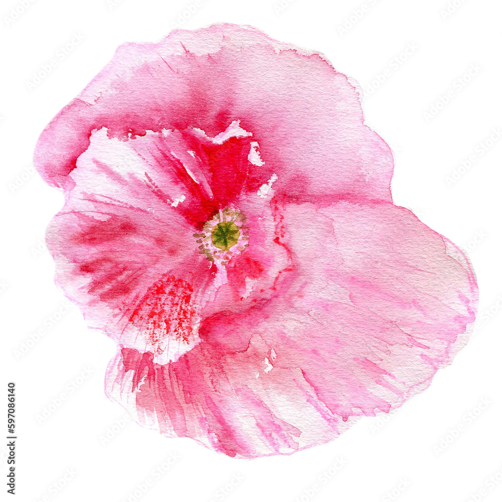 Watercolor pink Poppy flower hand drawn colorful illustration isolated ...