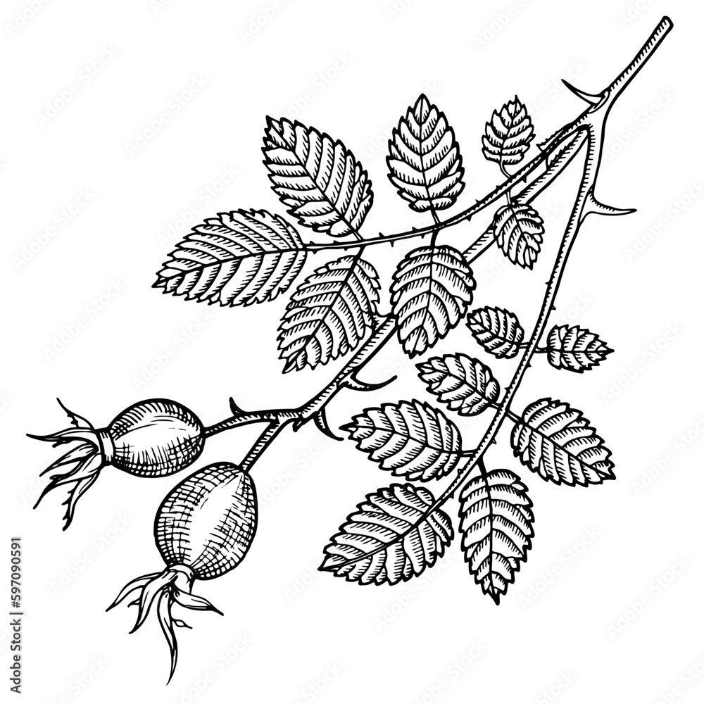 Wild rose, rose hip berries and leaves, line art drawing. Outline ...