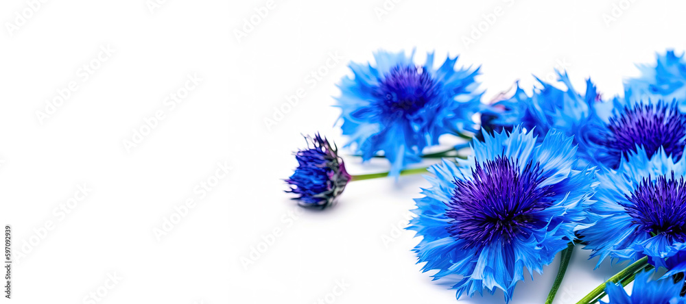 Blue cornflowers on white background. Background for a greeting card ...