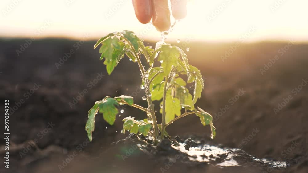 Agriculture. A farmer hand water green sprout. Green seedling in soil ...