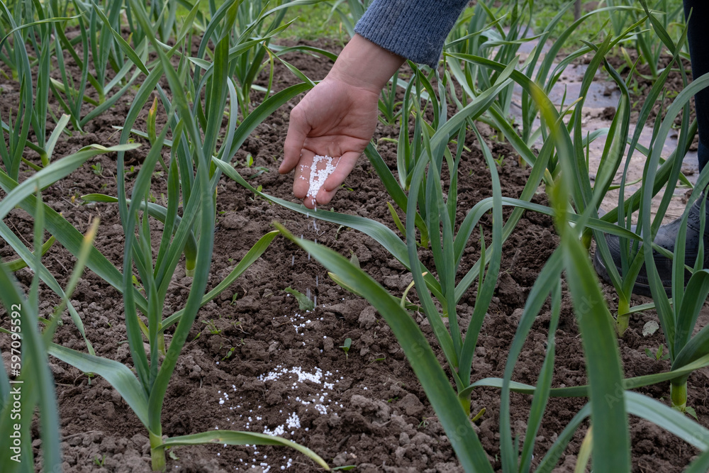 Bed of young winter garlic in the garden. Growing garlic using mineral ...