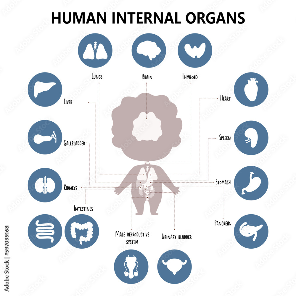 Anatomy human body. Infographics with visual scheme internal male ...