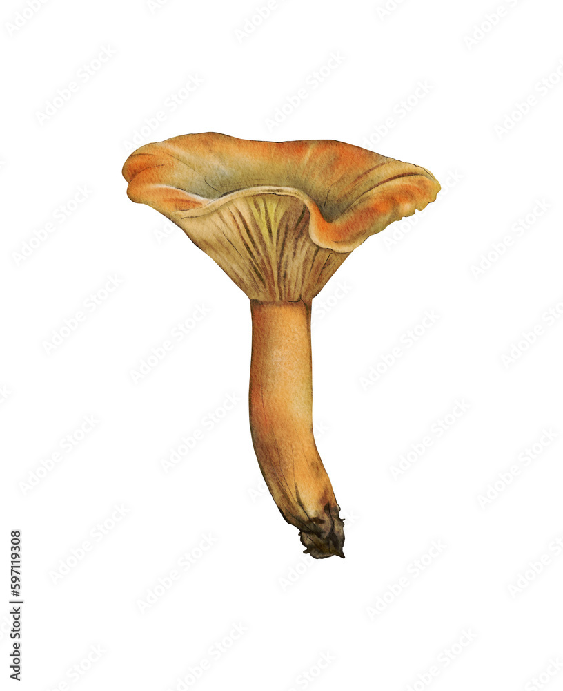 False saffron milkcap illustration. Spruce Milkcap isolated. Hand drawn ...