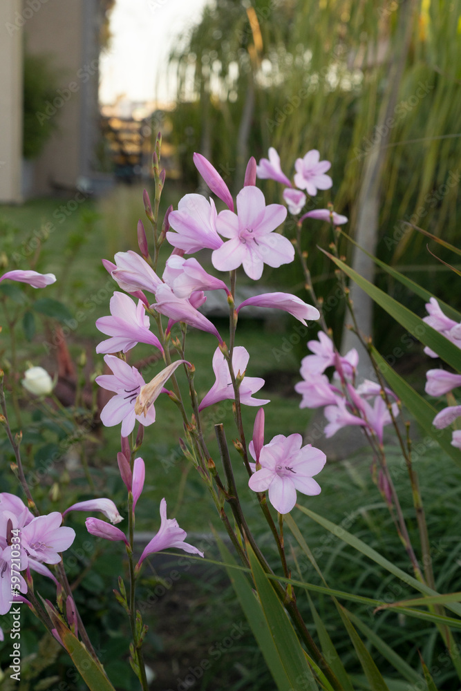 Exotic South African flora. Spring flowers. Closeup view of Watsonia ...