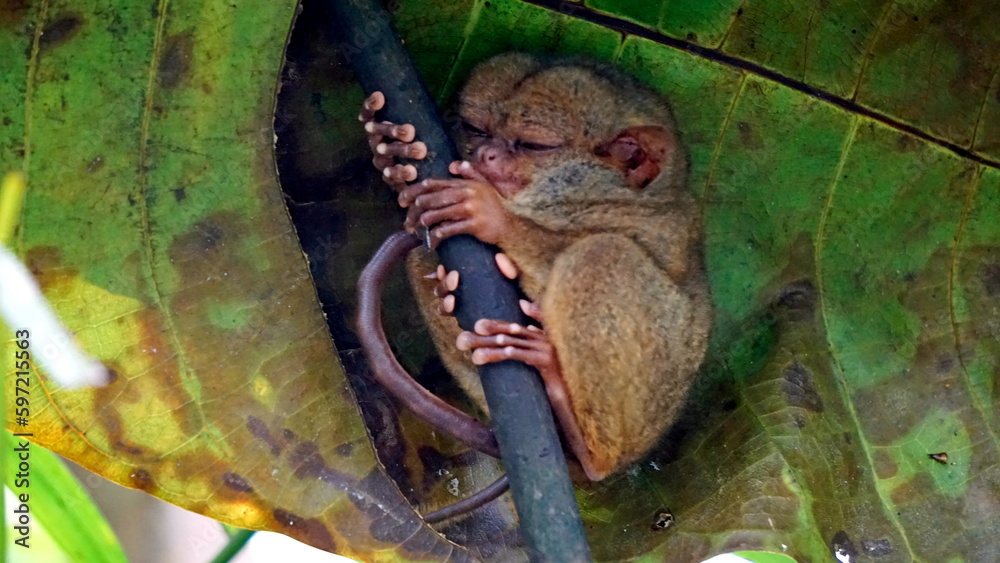 Portrait of Tarsier monkey (Tarsius Syrichta) in natural jungle ...