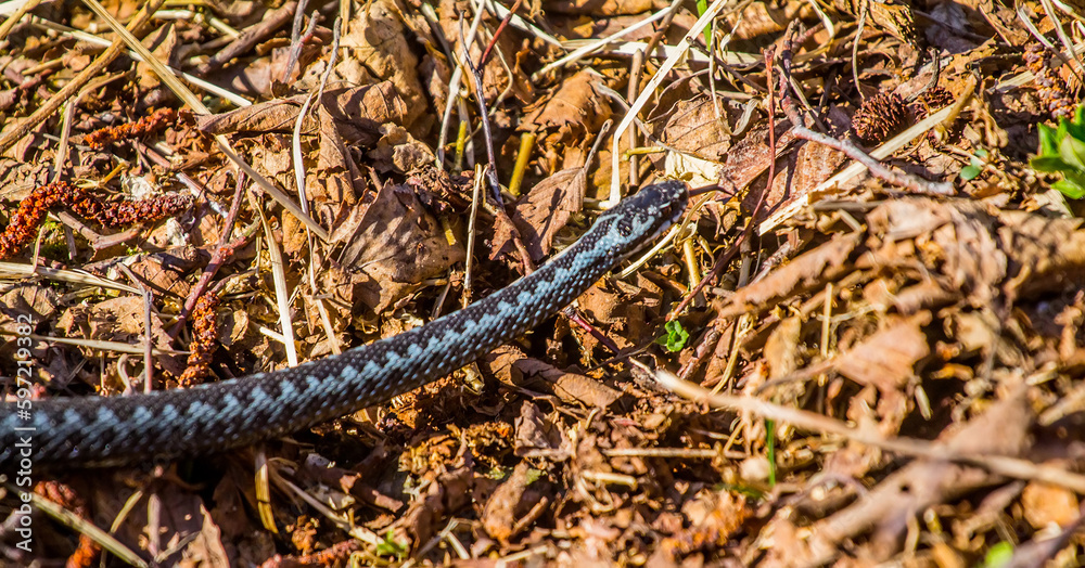 Animal color polymorphism. A rare intermediate form of adder(Vipera ...