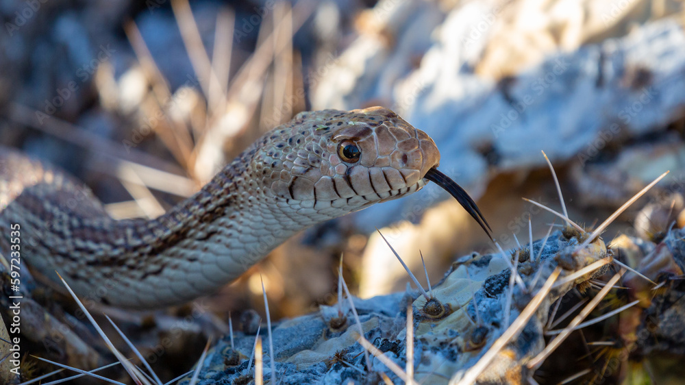 Sonoran gopher snake, Pituophis catenifer, hunting for packrats on ...