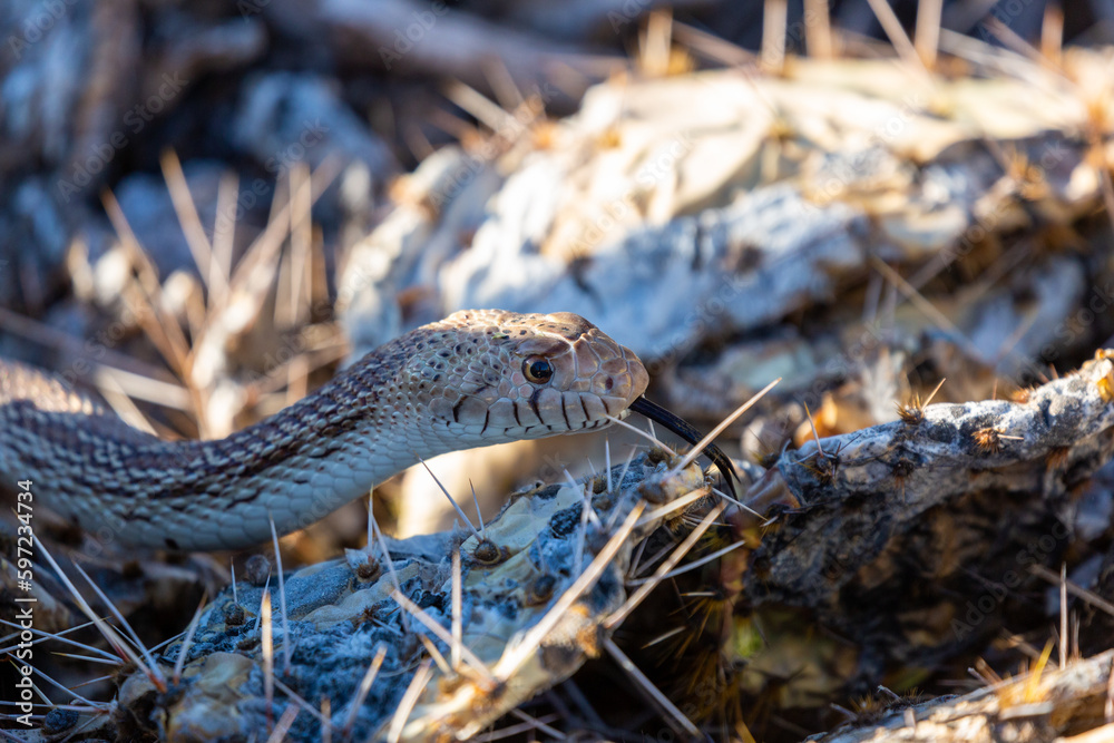 Sonoran gopher snake, Pituophis catenifer, hunting for packrats on ...