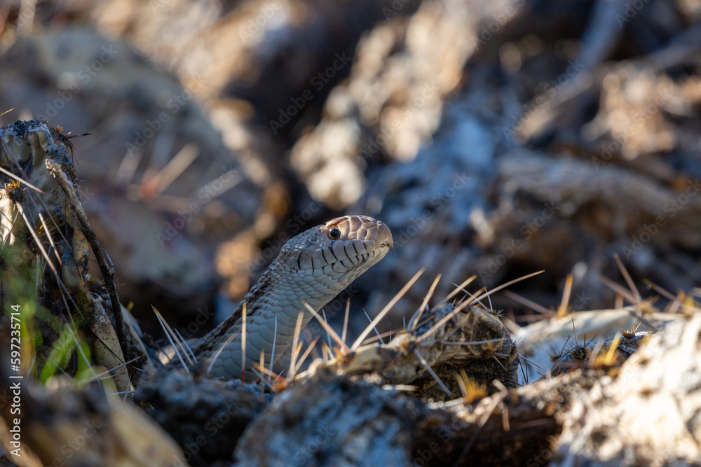 Foto de Sonoran gopher snake, Pituophis catenifer, hunting for packrats ...