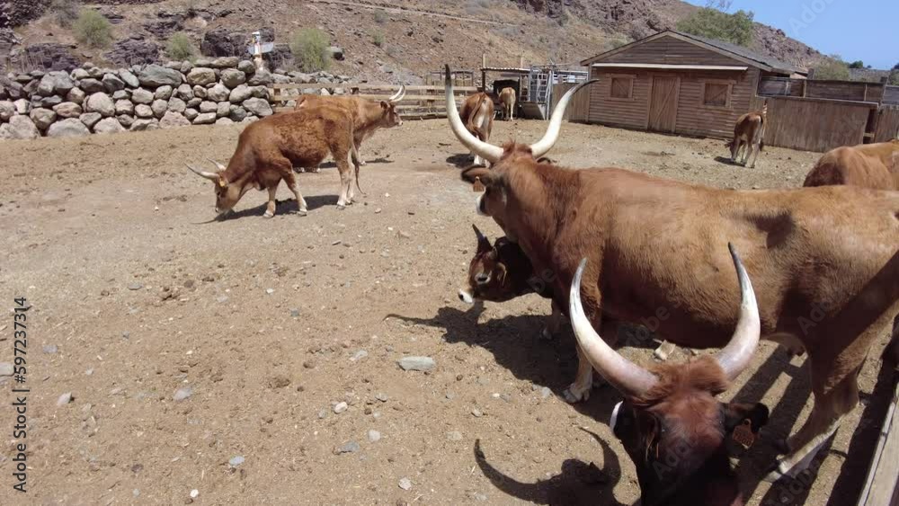 Longhorn beef cattle are a hardy and resilient breed that have adapted ...