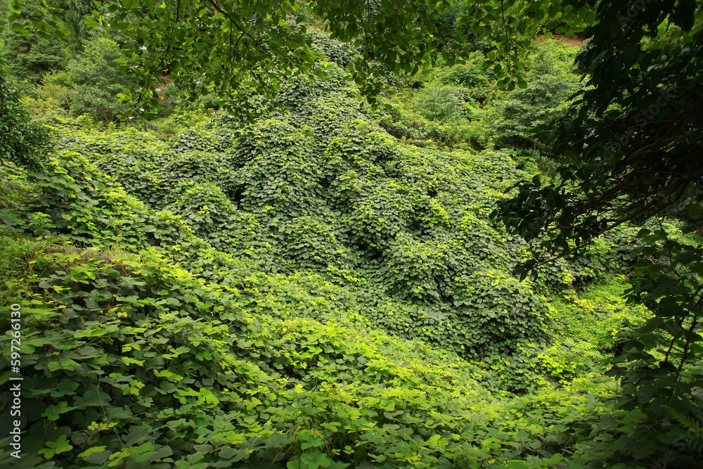 Green forest with trees and plants in the summer season. Nature ...