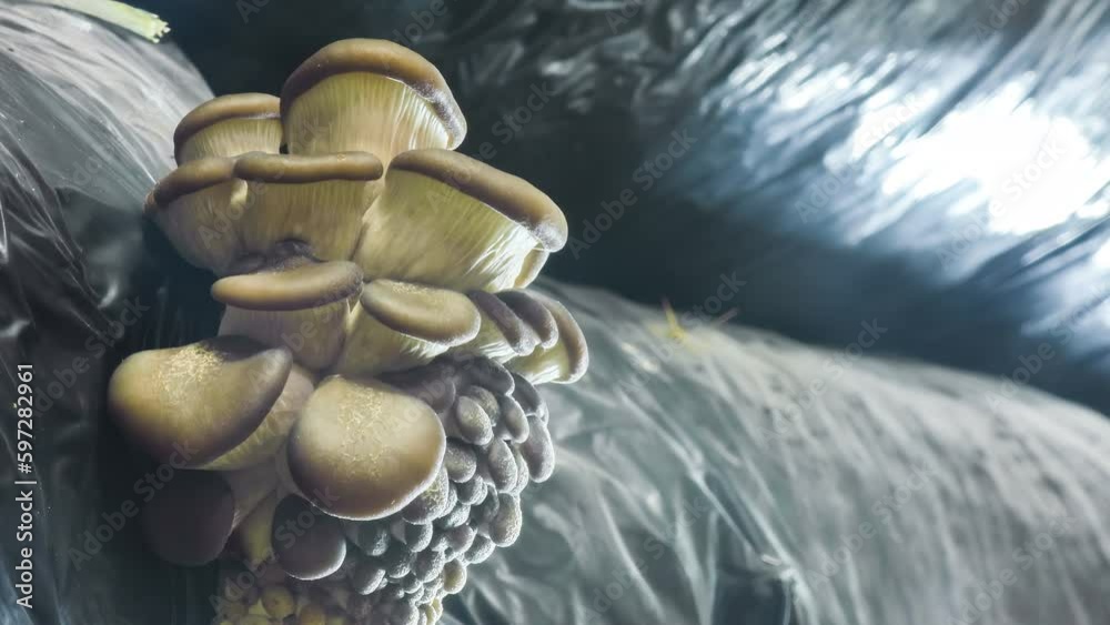 A stunning time-lapse video of oyster mushrooms growing, capturing the ...