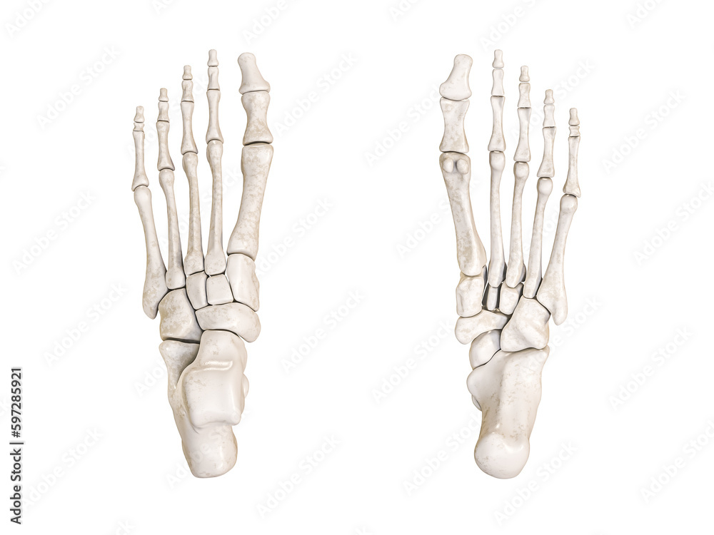 Poster Foot bones inferior and superior view labeled with colors 3D ...